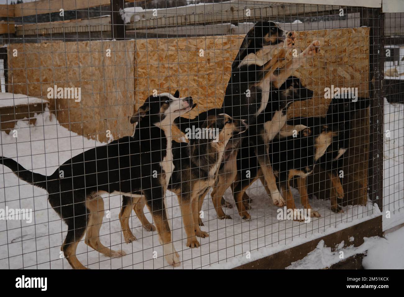 Concept of adoption of lost and abandoned animals from shelter. Few ...