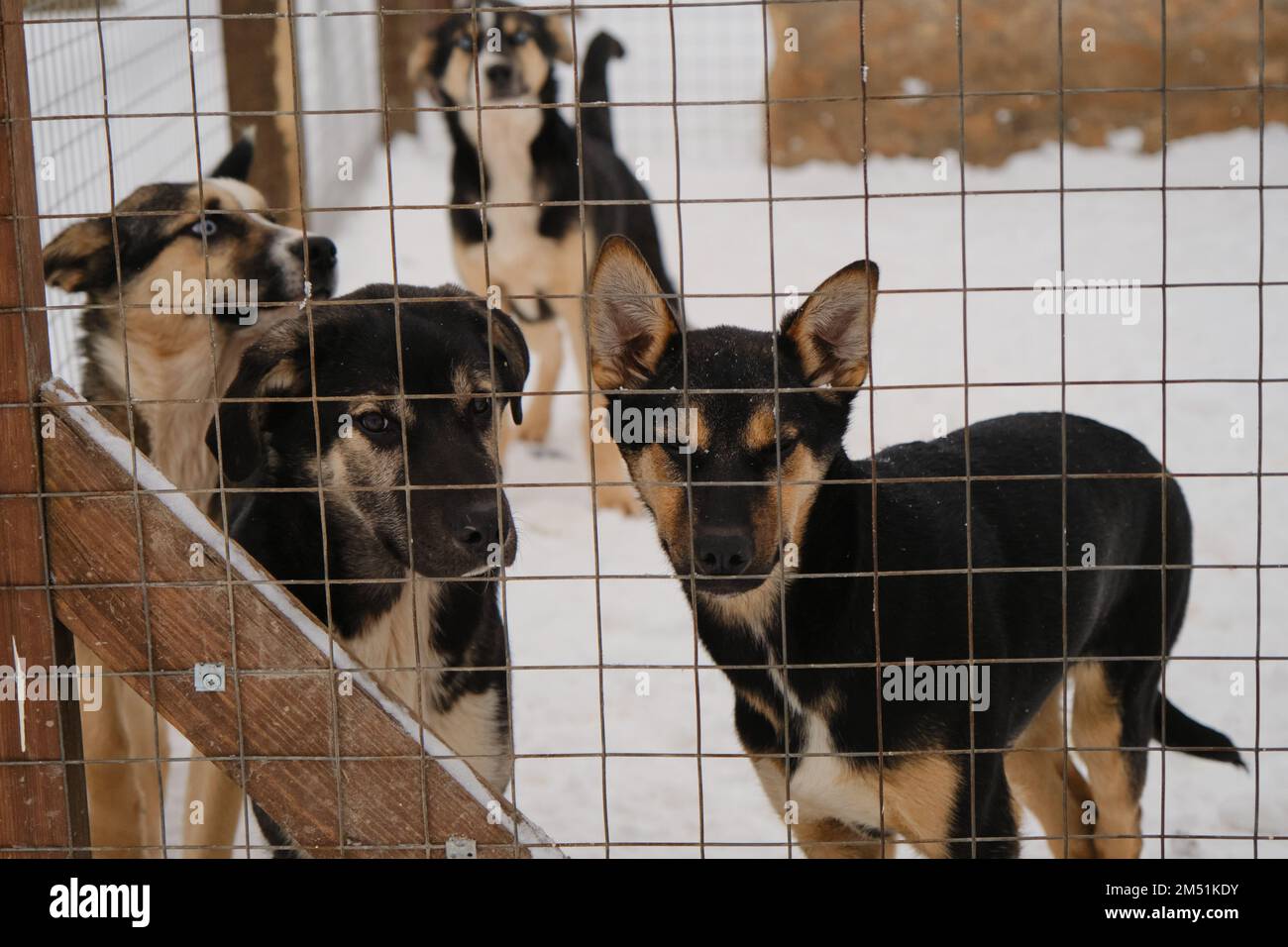 Concept of adoption of lost and abandoned animals from shelter. Few ...