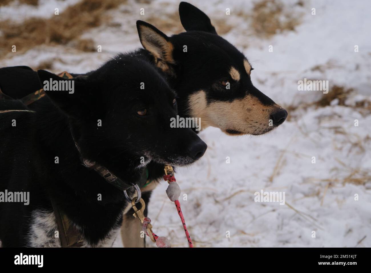 Two black mixed breed dogs sporting mestizos stand together in winter ...