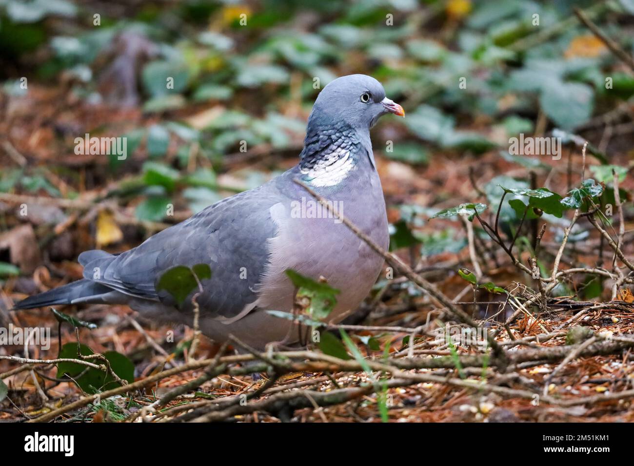 Wood Pigeon on Forest Floor Stock Photo - Alamy