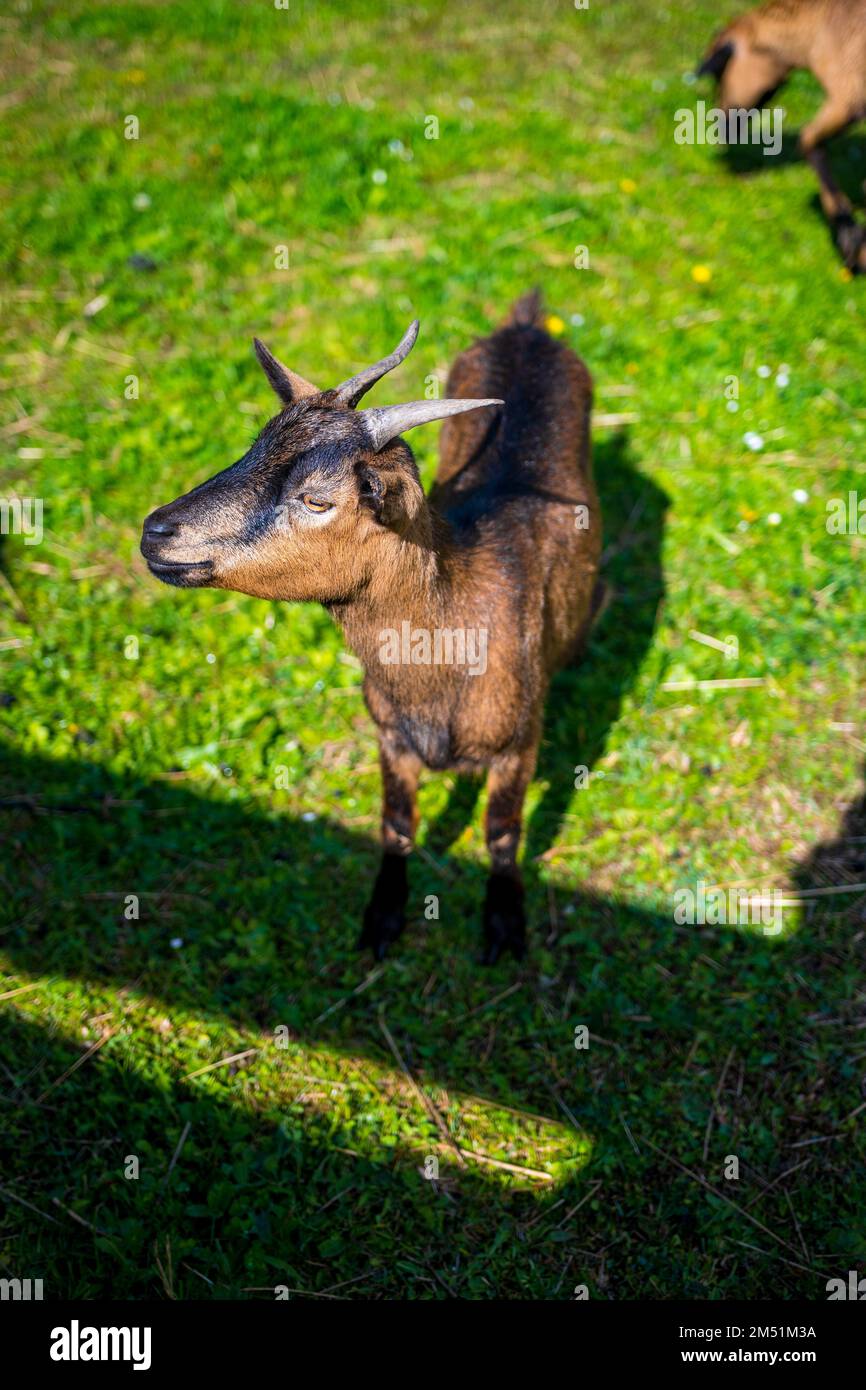 A vertical top view of a cute brown goat with short horns standing on a ...