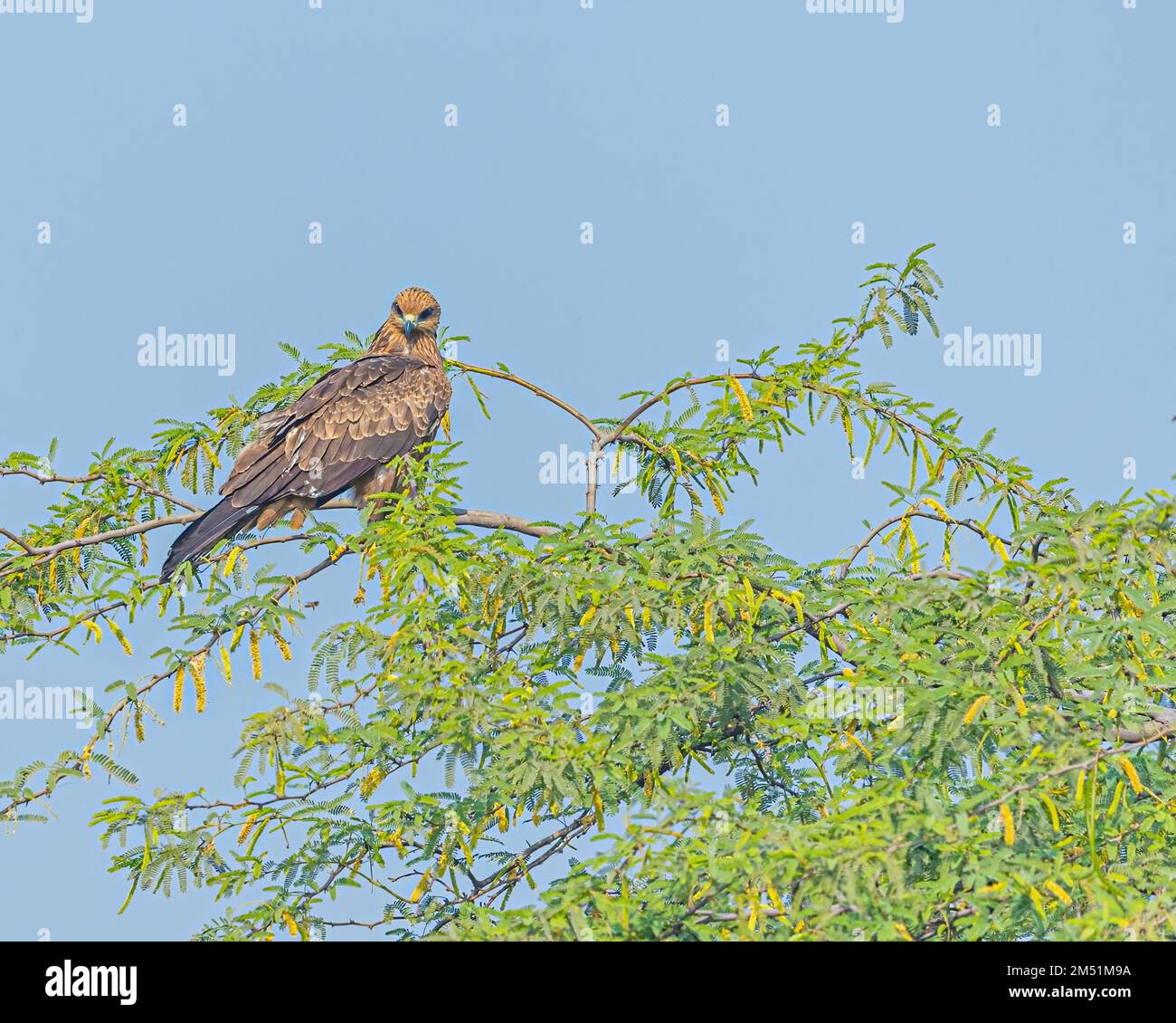 Detailed black kite hi-res stock photography and images - Alamy