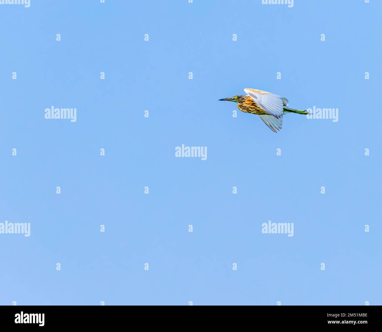 A pond heron in flight with horizontal wings Stock Photo - Alamy