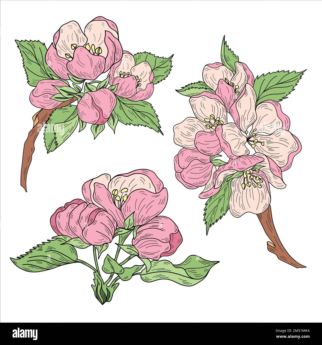 Vector apple branches with leaves, buds and flowers Stock Vector Image ...