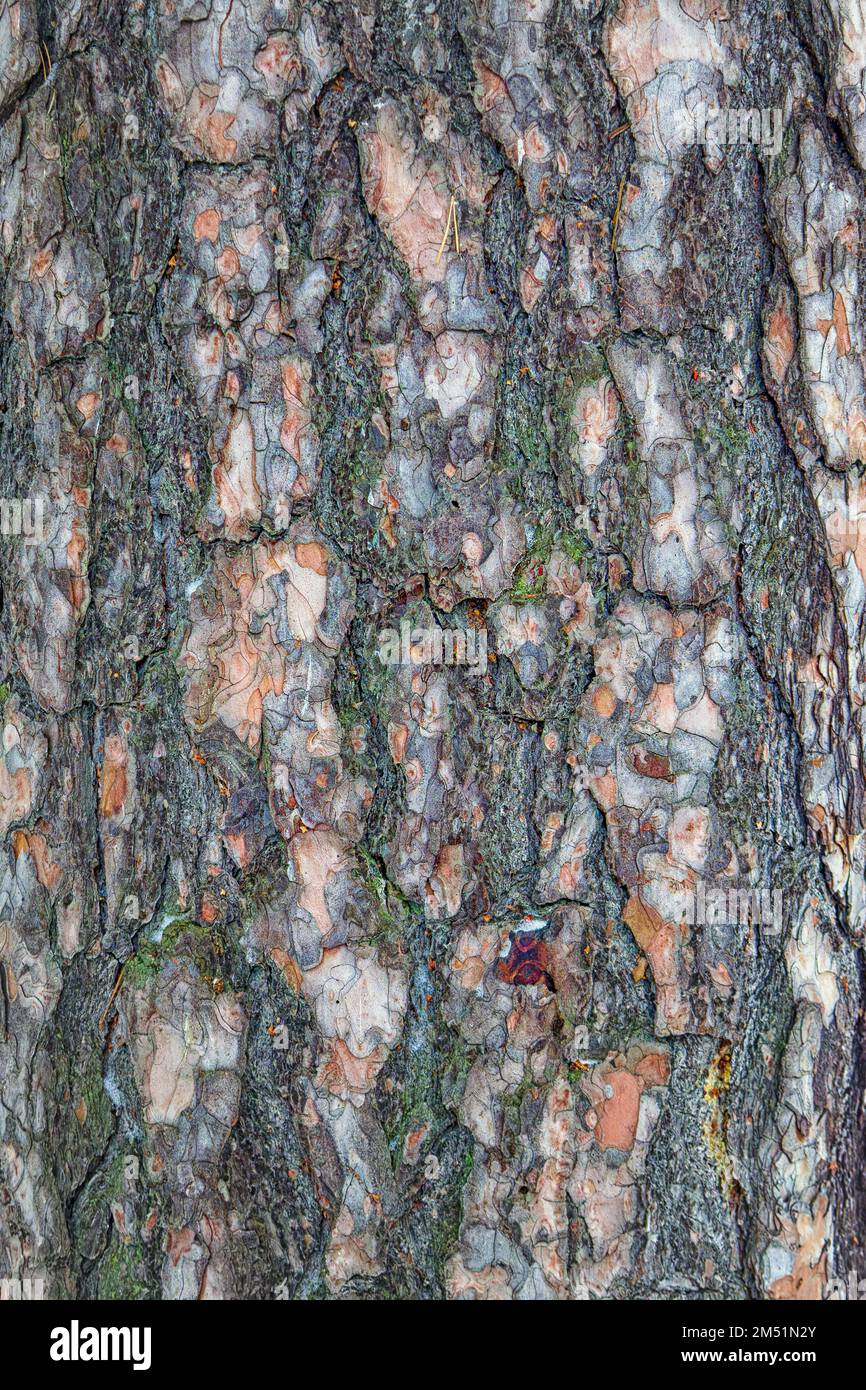 Relief pine bark texture. Close-up image of tree bark texture. Natural ...
