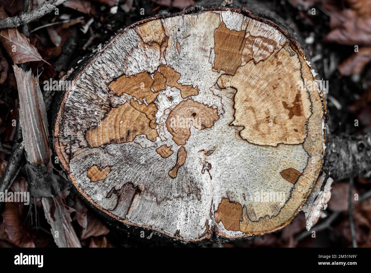 Cut tree trunk resembling the earth map of continents. Orangey winter ...