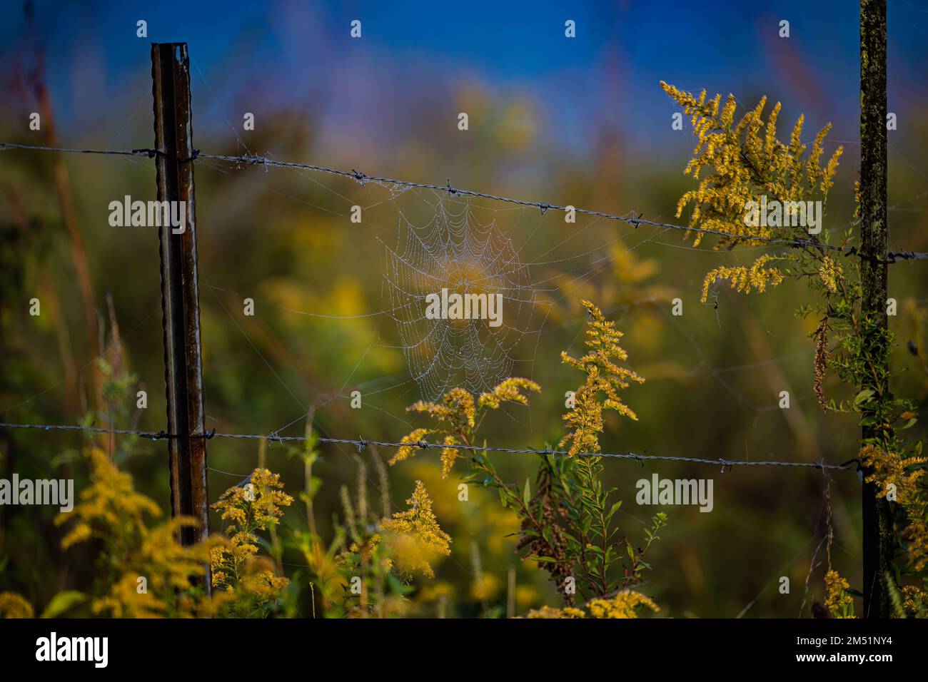 A symmetric spider web hanging on the plants in the forest Stock Photo ...