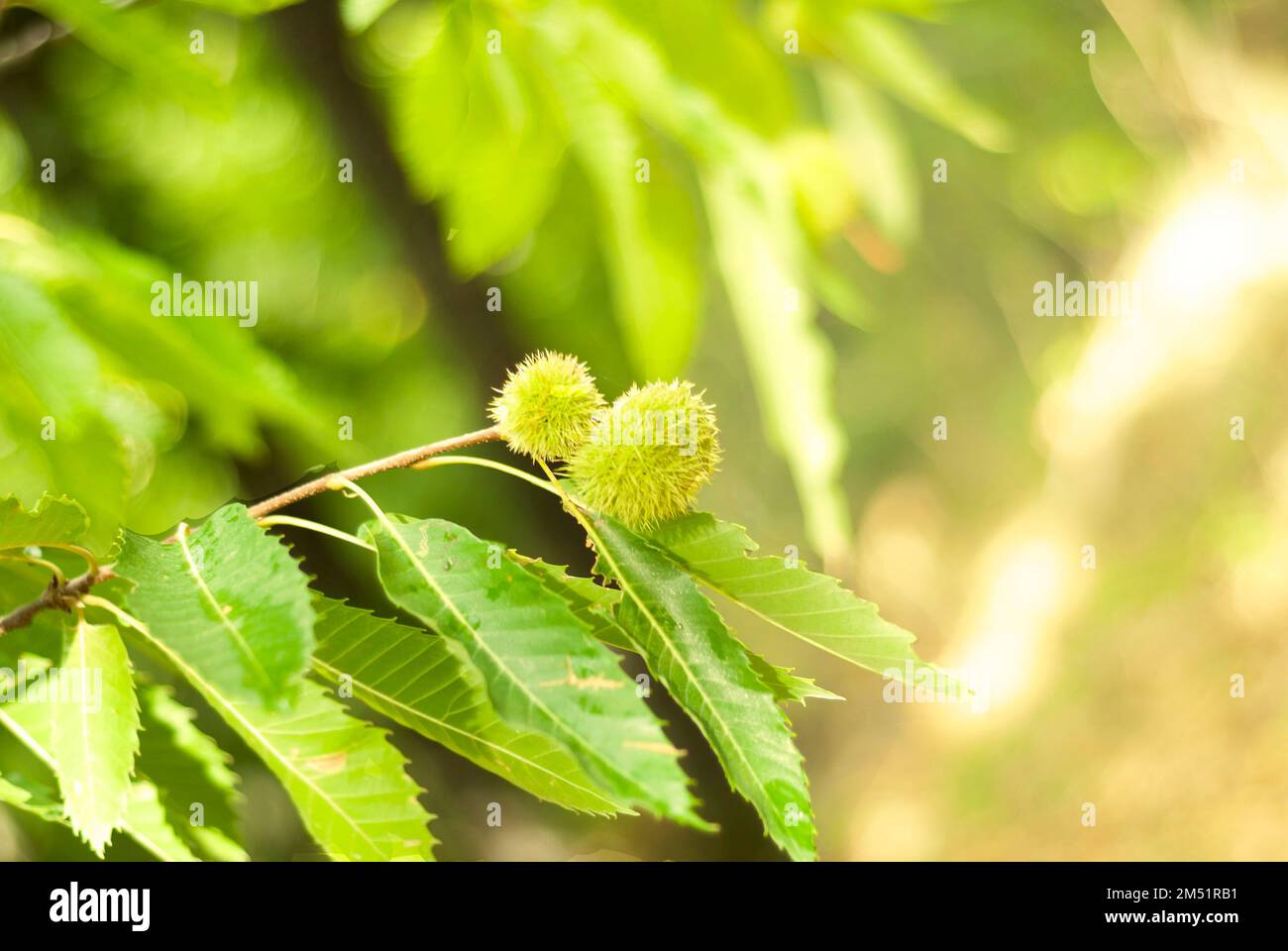 Green chestnut hedgehogs on tree branch in forest in late summer ...