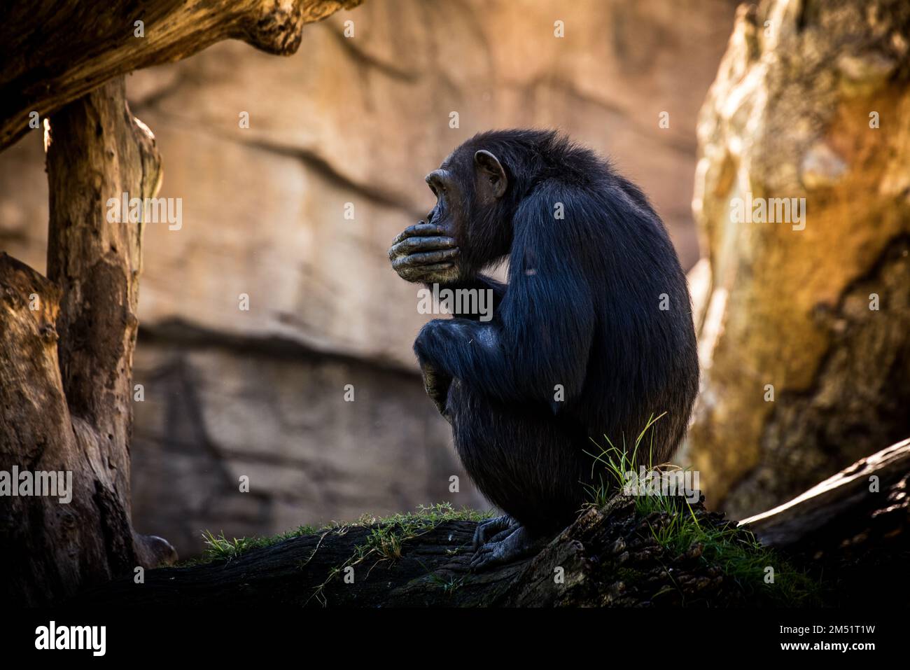 A close-up profile view of a chimpanzee holding its mouth while sitting ...