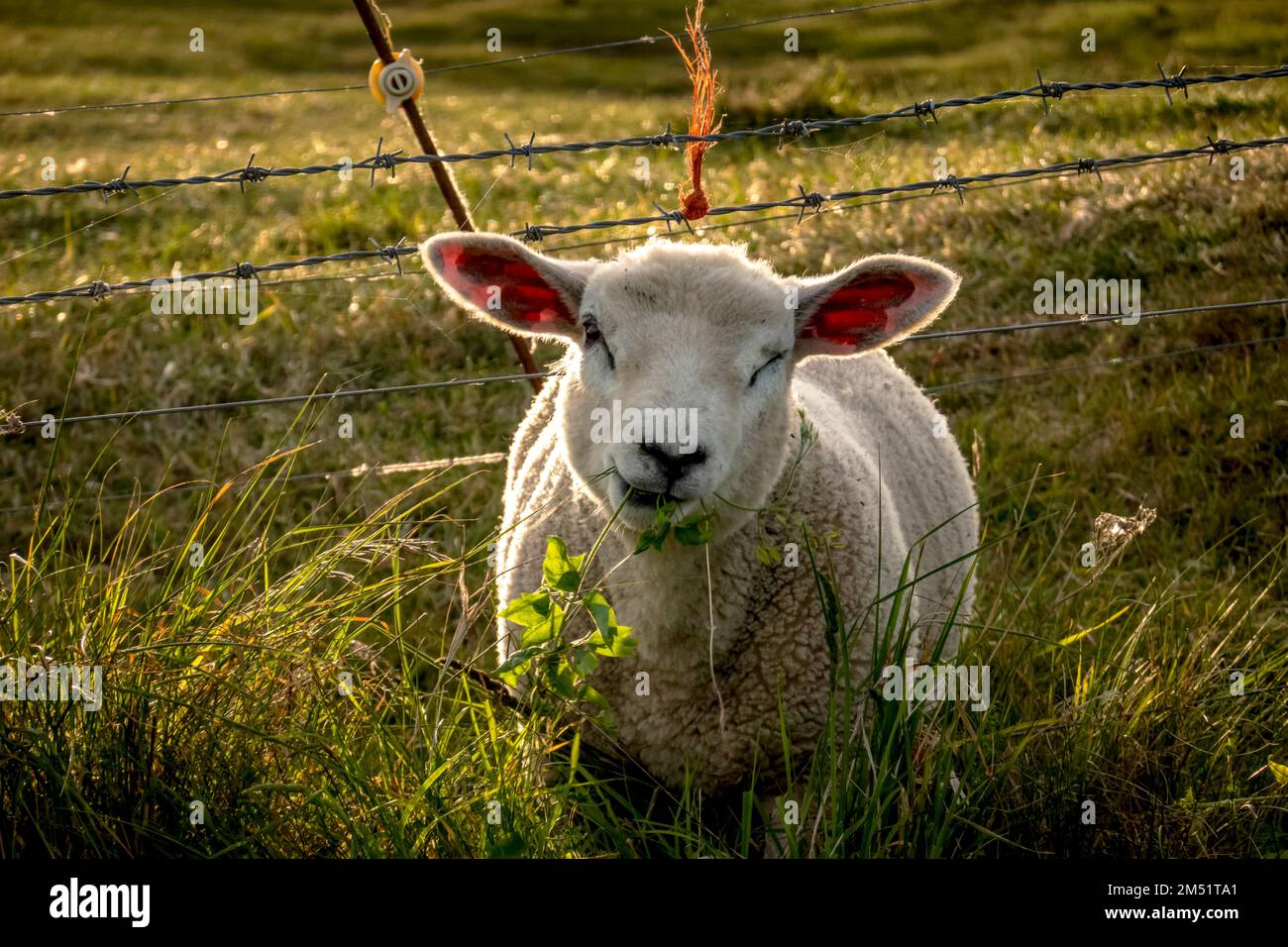 Meadow wink hi-res stock photography and images - Alamy
