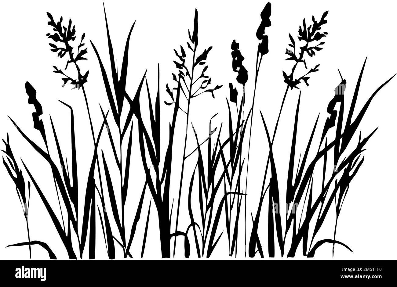 black graphic drawing of field herbs, isolated element, decor Stock ...
