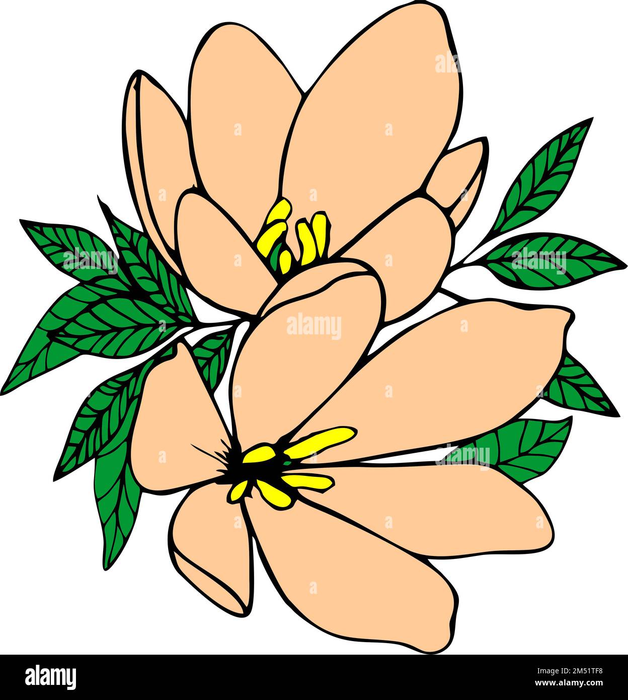 color graphic drawing of two large pink flowers with a black outline ...