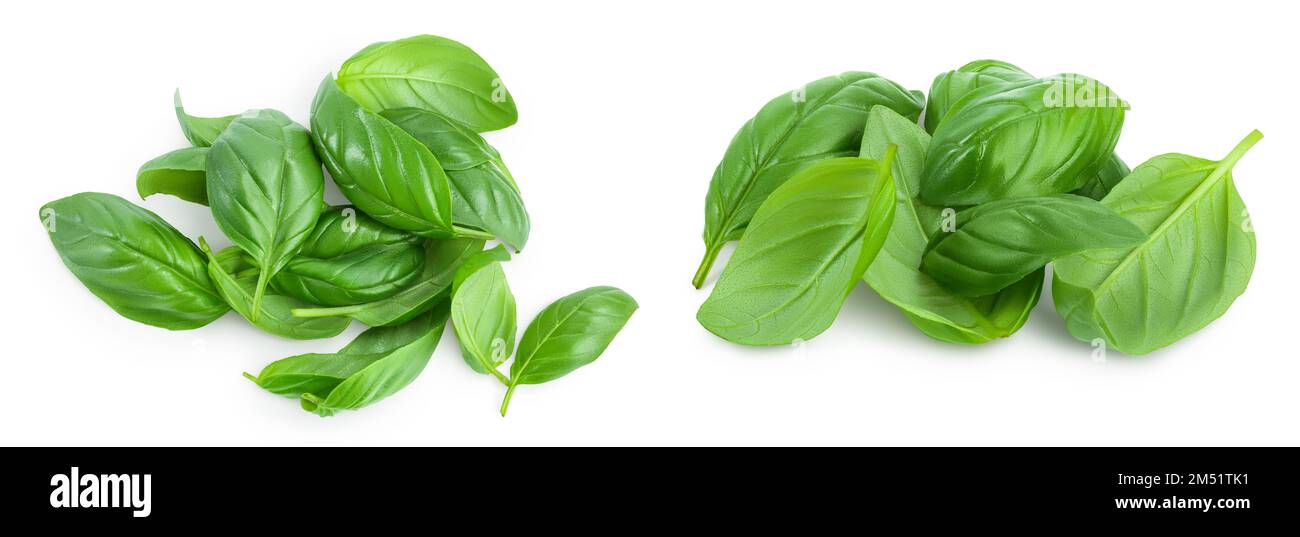 Fresh basil leaf isolated on white background with full depth of field ...