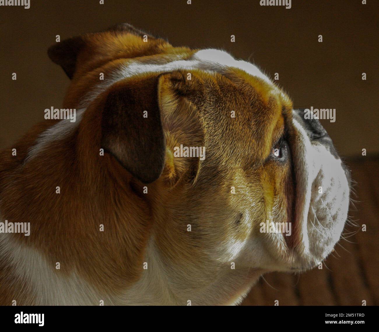 british bulldog staring out the window Stock Photo - Alamy