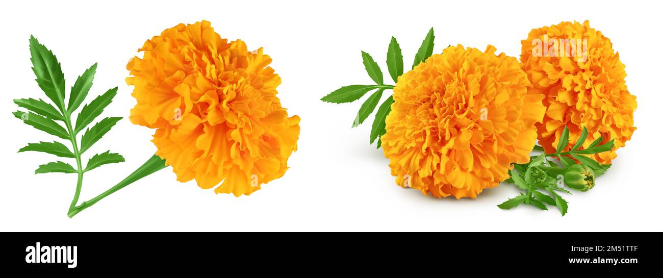 fresh marigold or tagetes erecta flower isolated on white background ...