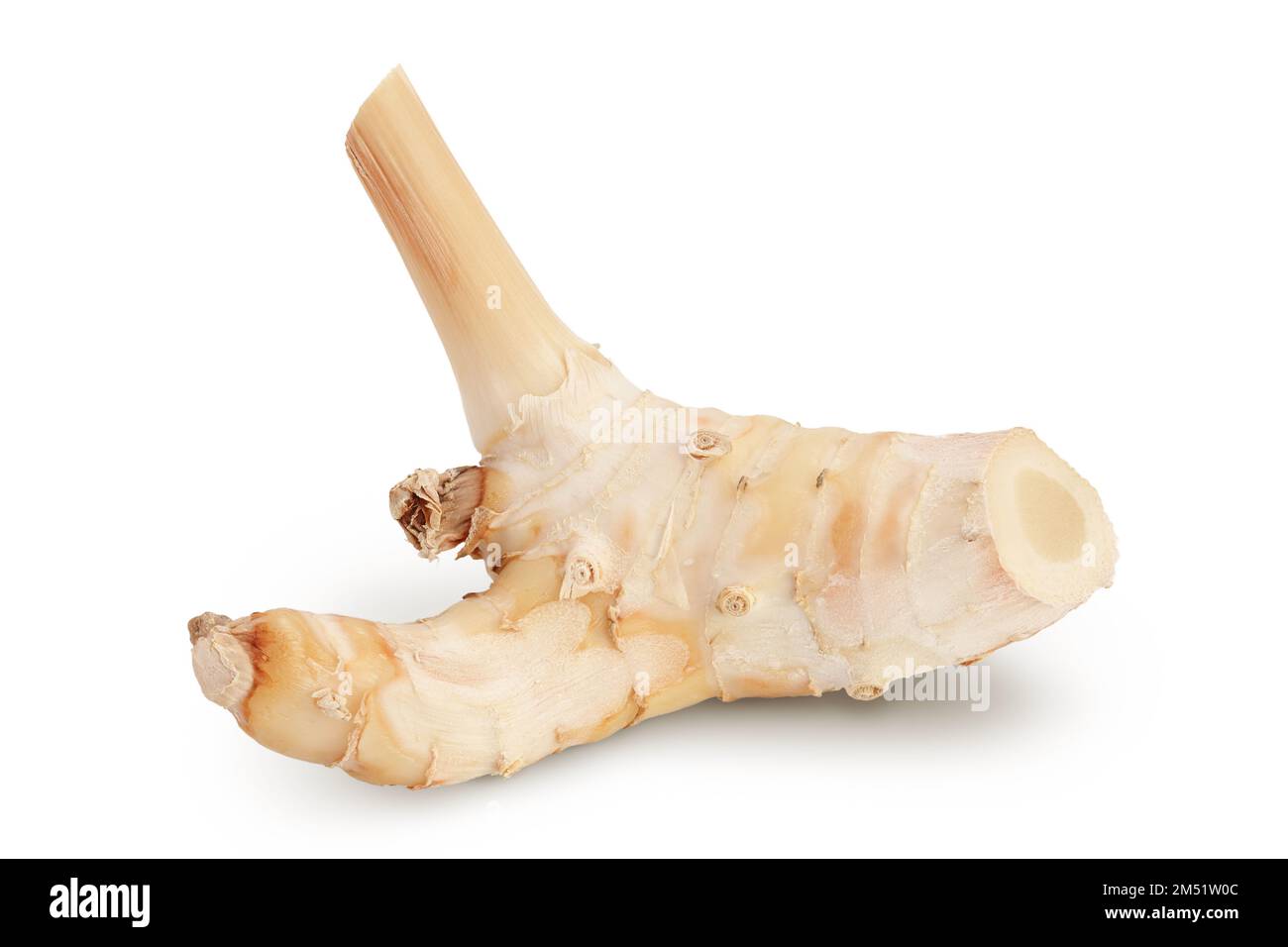Fresh galangal root isolated on white background with full depth of ...