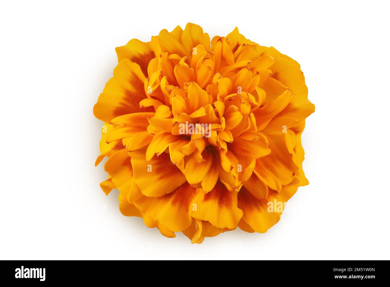 fresh marigold or tagetes erecta flower isolated on white background ...