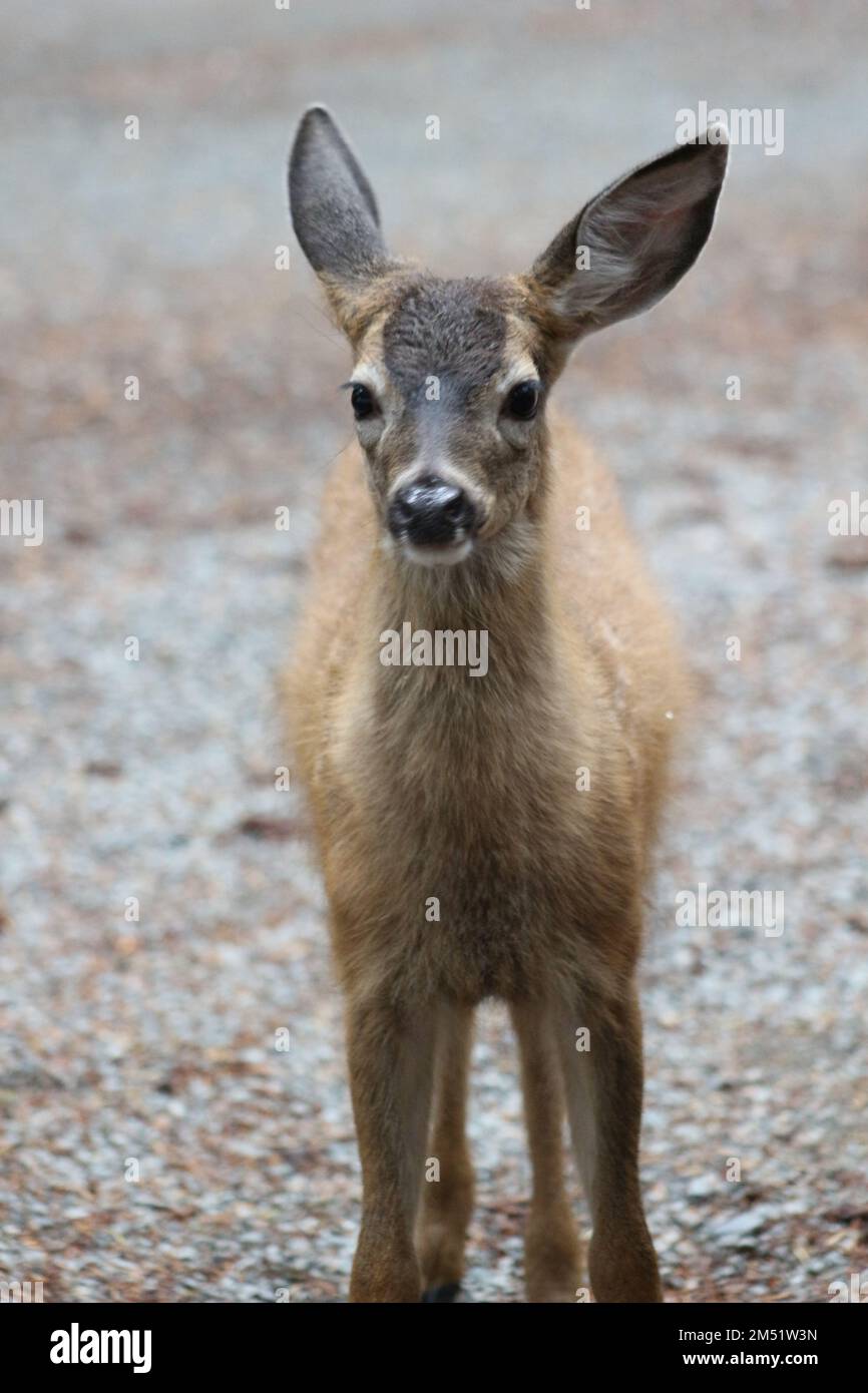 A vertical of an adorable baby deer portrait captured outdoors Stock ...