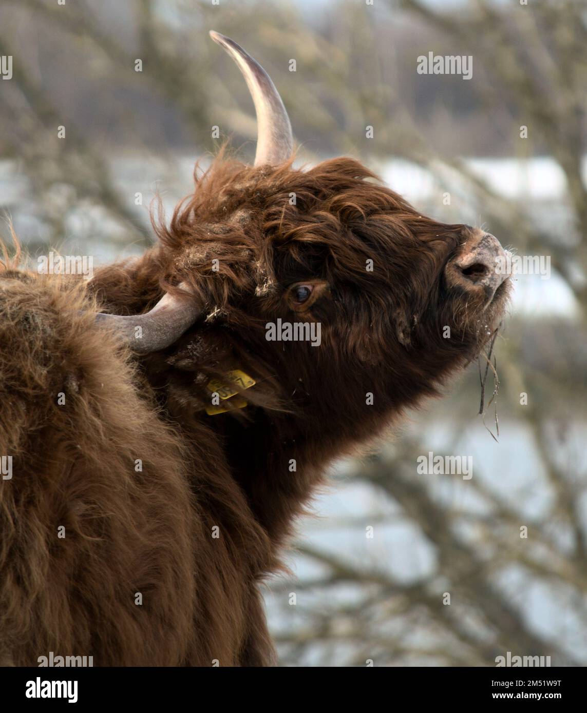 Highland cow scratching hi-res stock photography and images - Alamy