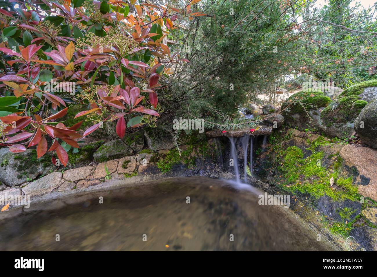 Nice and small waterfall with plants of different natural colors in one ...