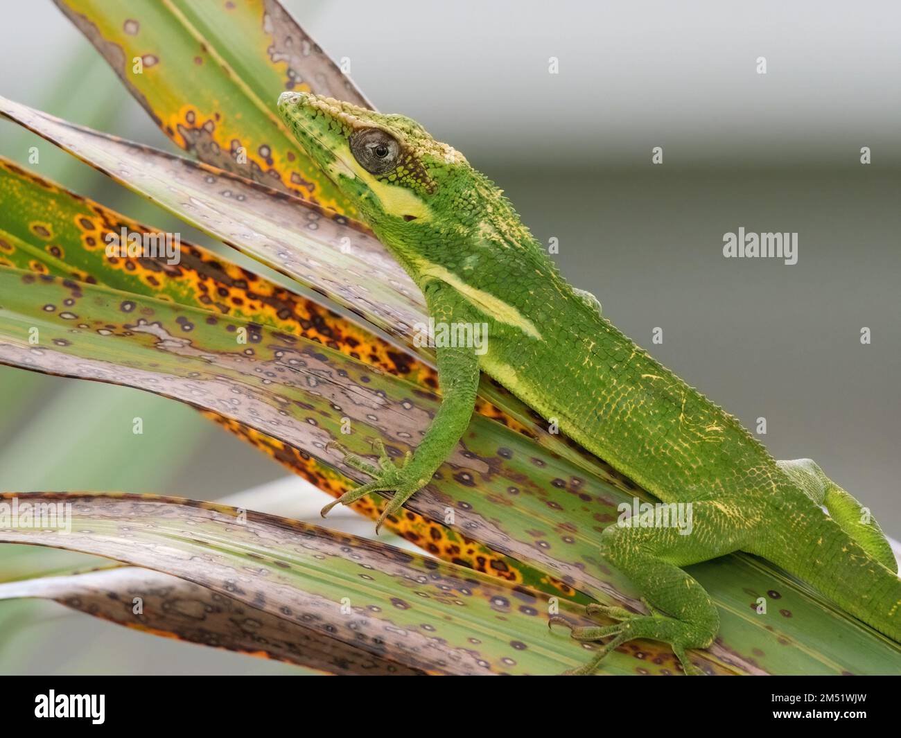 Anolis knight hi-res stock photography and images - Alamy