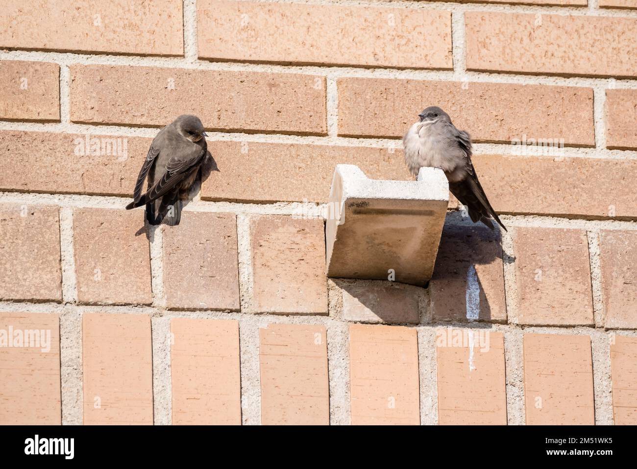 crag martin, Ptyonoprogne rupestris, on a brick wall Stock Photo - Alamy