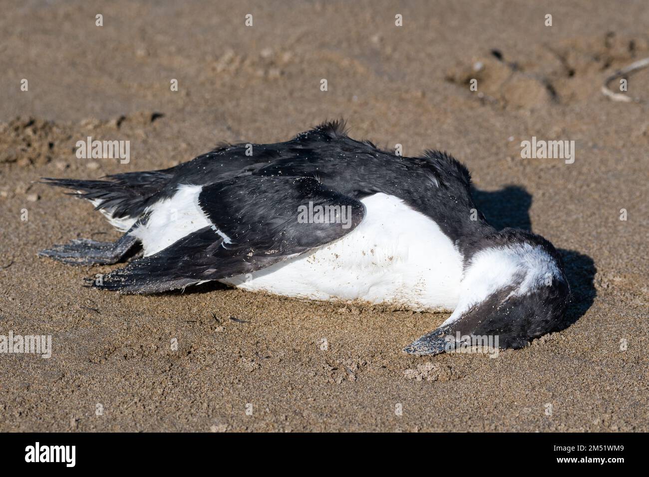 Dead sea birds hi-res stock photography and images - Alamy
