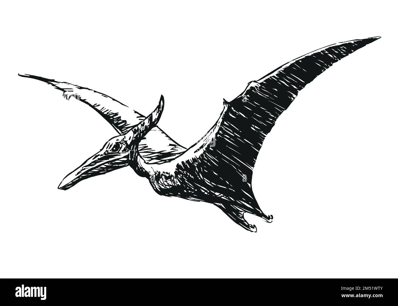 flying Pterodactylus dinosaur - black and white vector illustration on a white background Stock ...