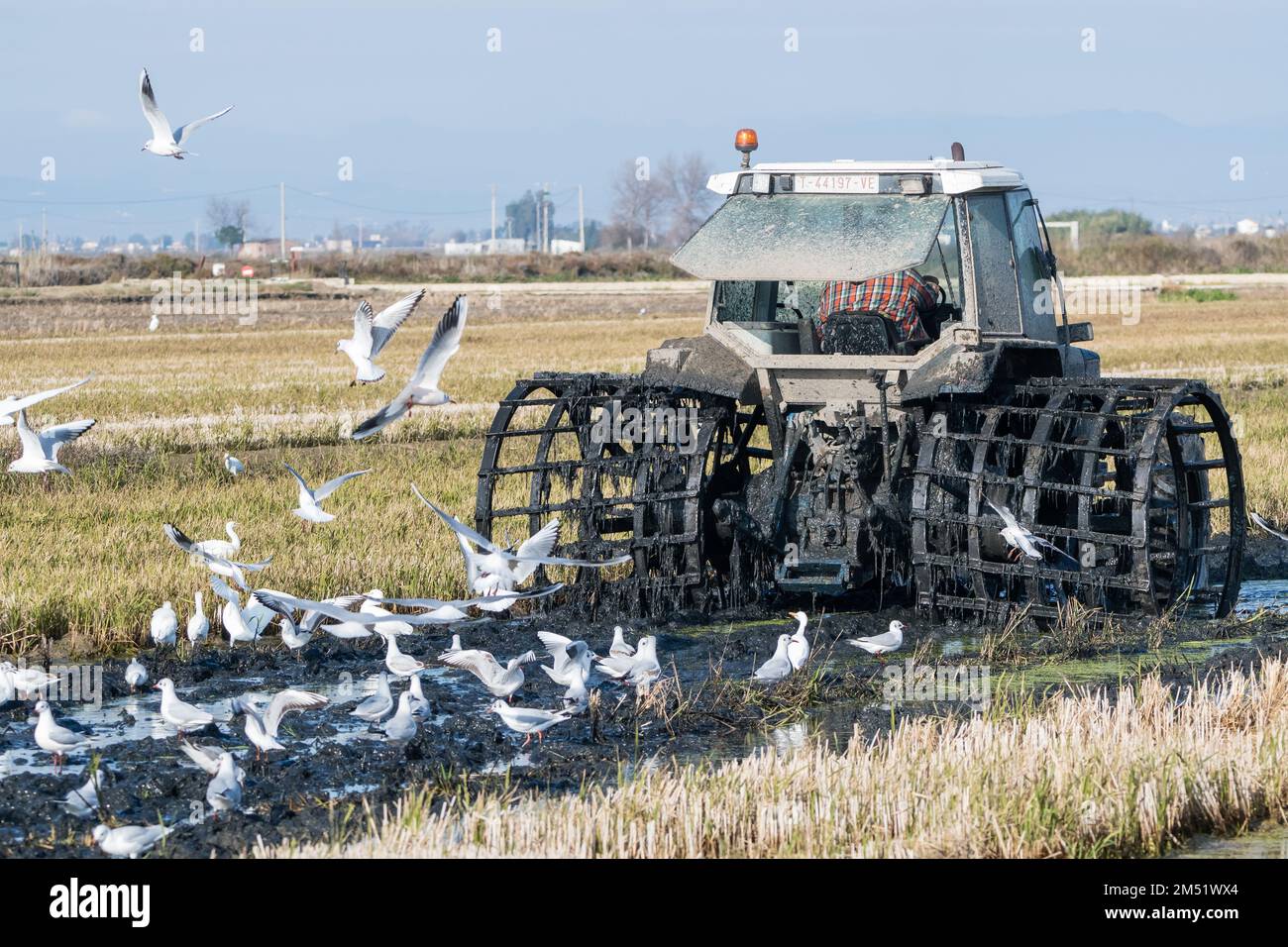 tractor for rice field, with sea birds eating, in winter stage for ...