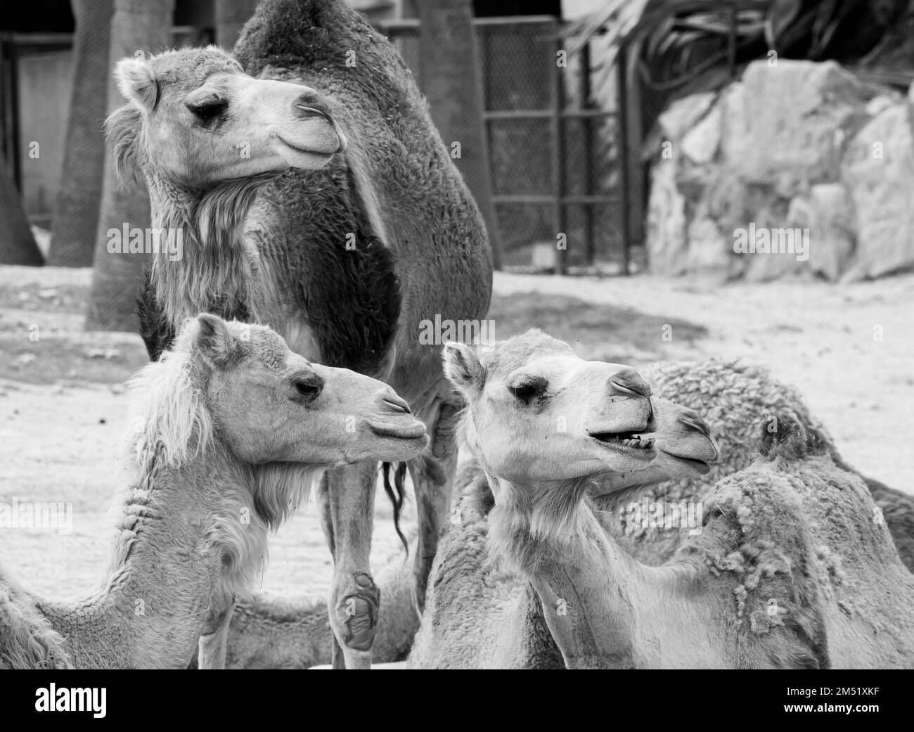 A grayscale shot of multiple camels looking around in a zoo Stock Photo ...