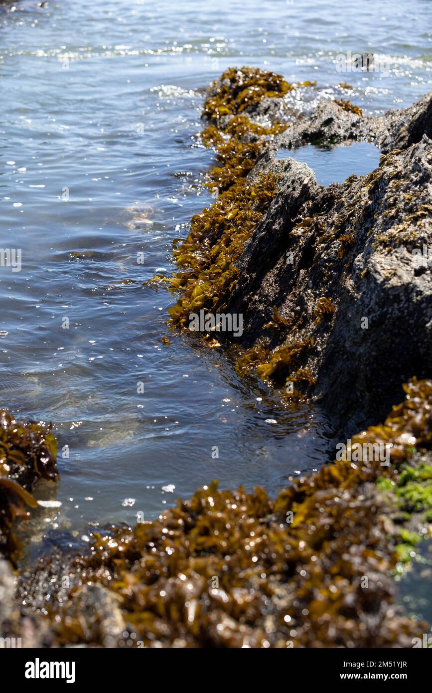 Algae growing on big, serrated rocks at Isla Maiquillahue in the ...