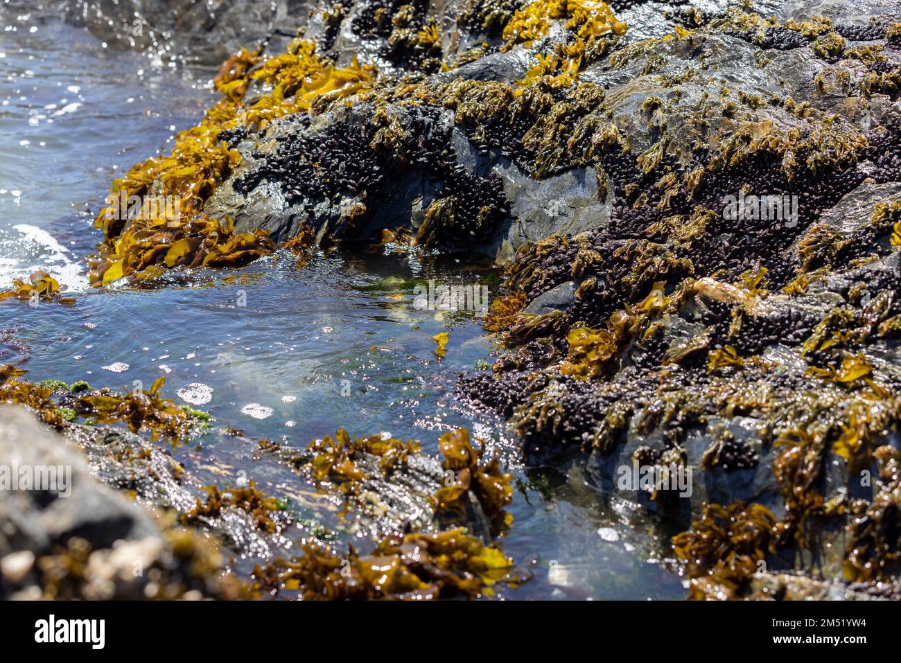 Algae growing on big, serrated rocks at Isla Maiquillahue in the ...