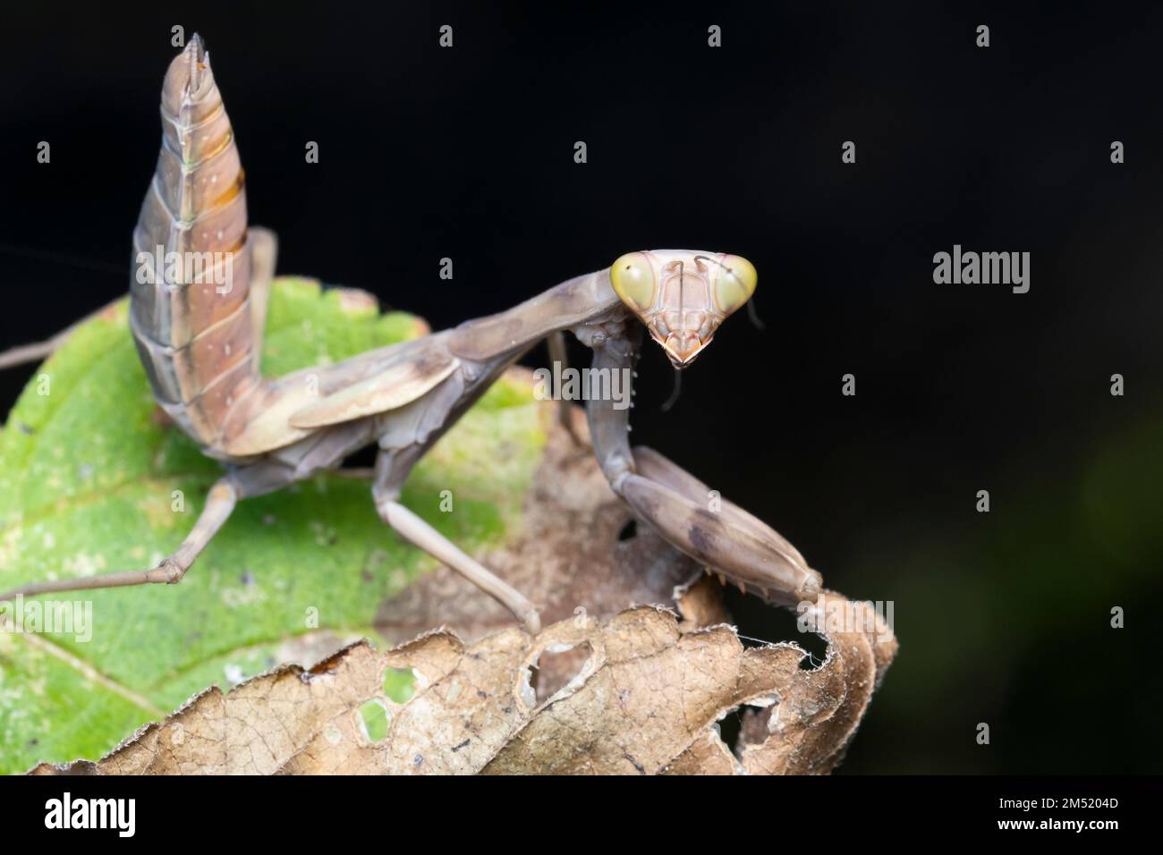 Green mantis turned brown because it is about to shed its skin ...