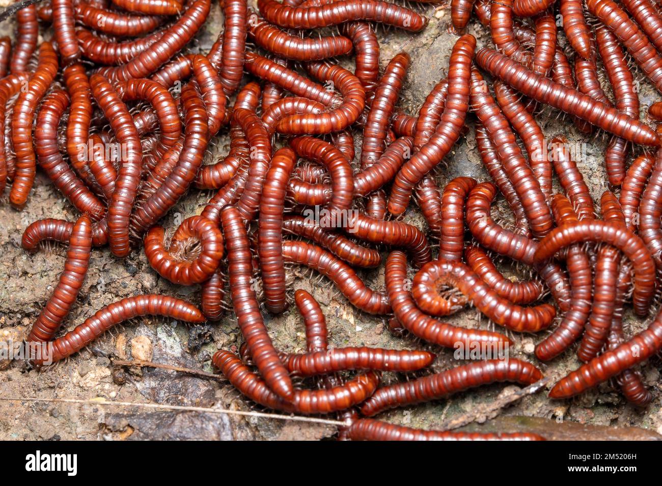 Common millipidae (Trigoniulus corallinus), Satara, Maharashtra, India ...