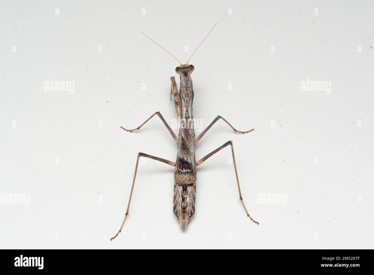 Closeup dorsal shot of ground and bark mantis against white background ...