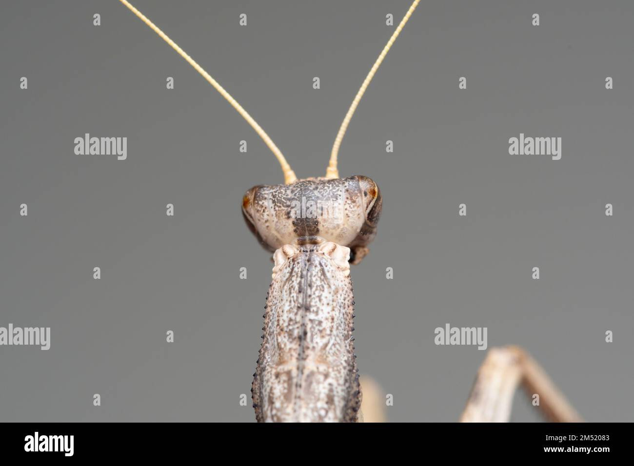 Dorsal side of head of a bark and ground mantis (Iris oratoria Stock ...