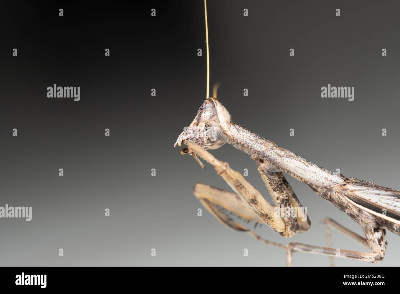 Mantis cleaning its claws with its mouth, Iris oratoria Stock Photo - Alamy