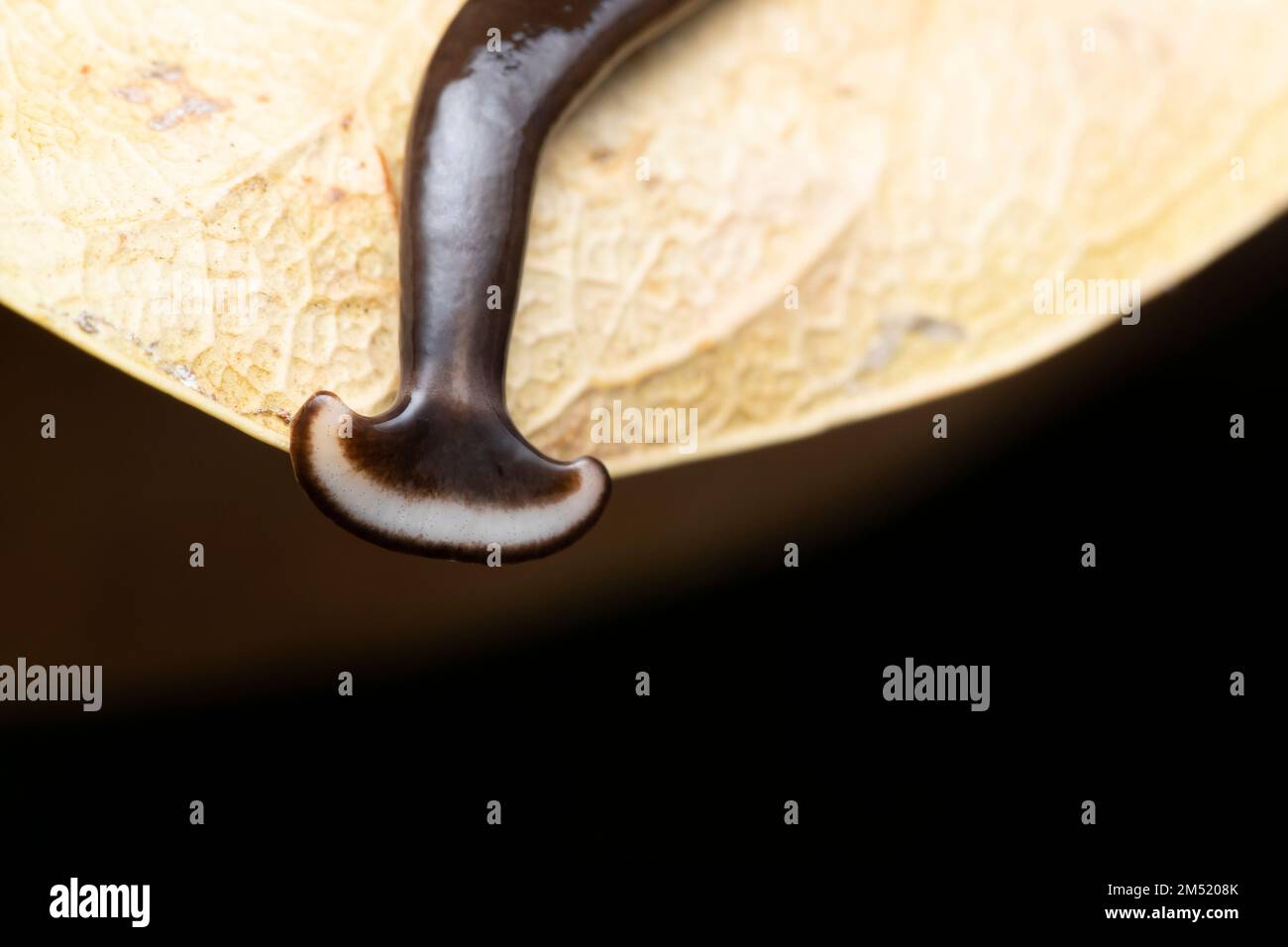Hammerheaded slug hi-res stock photography and images - Alamy
