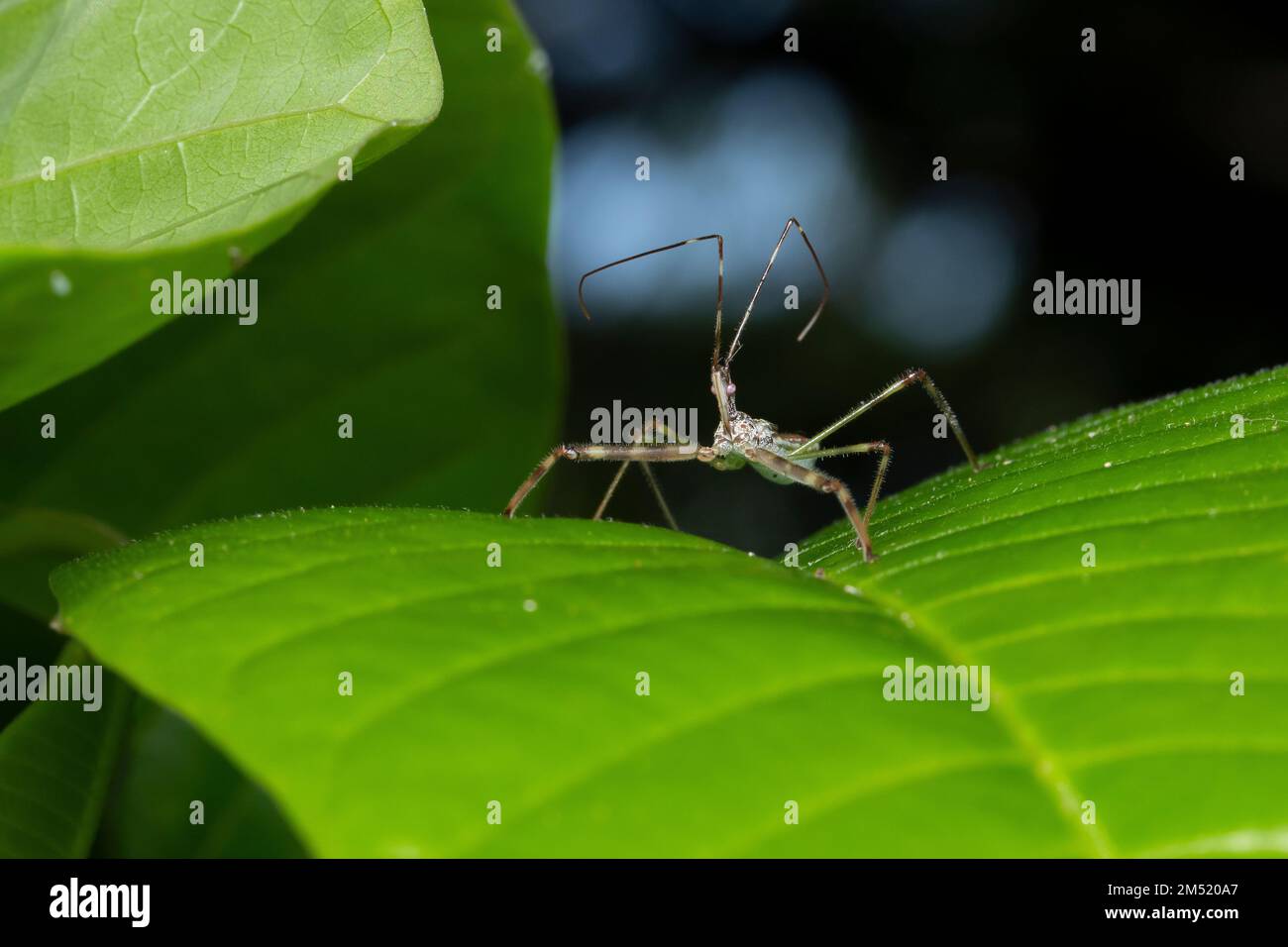 Assassin bug closeup shot looking up in its habitat (Rhynocoris ...