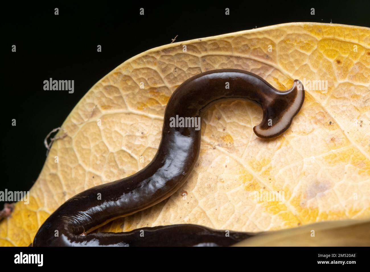 Humbertium sp hi-res stock photography and images - Alamy