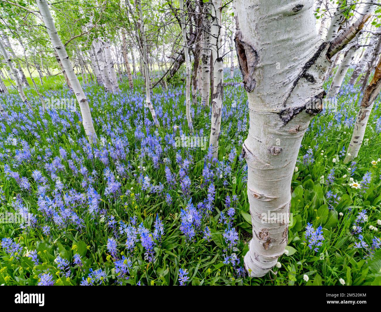Blue wildflowers on a forest floor of Aspen trees Stock Photo - Alamy