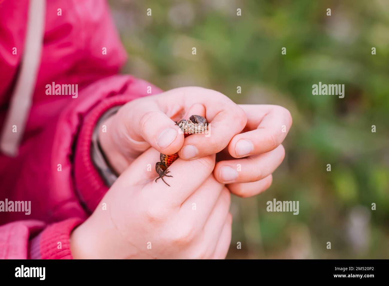 Lizard in a hand. Child holding wild animal Stock Photo - Alamy