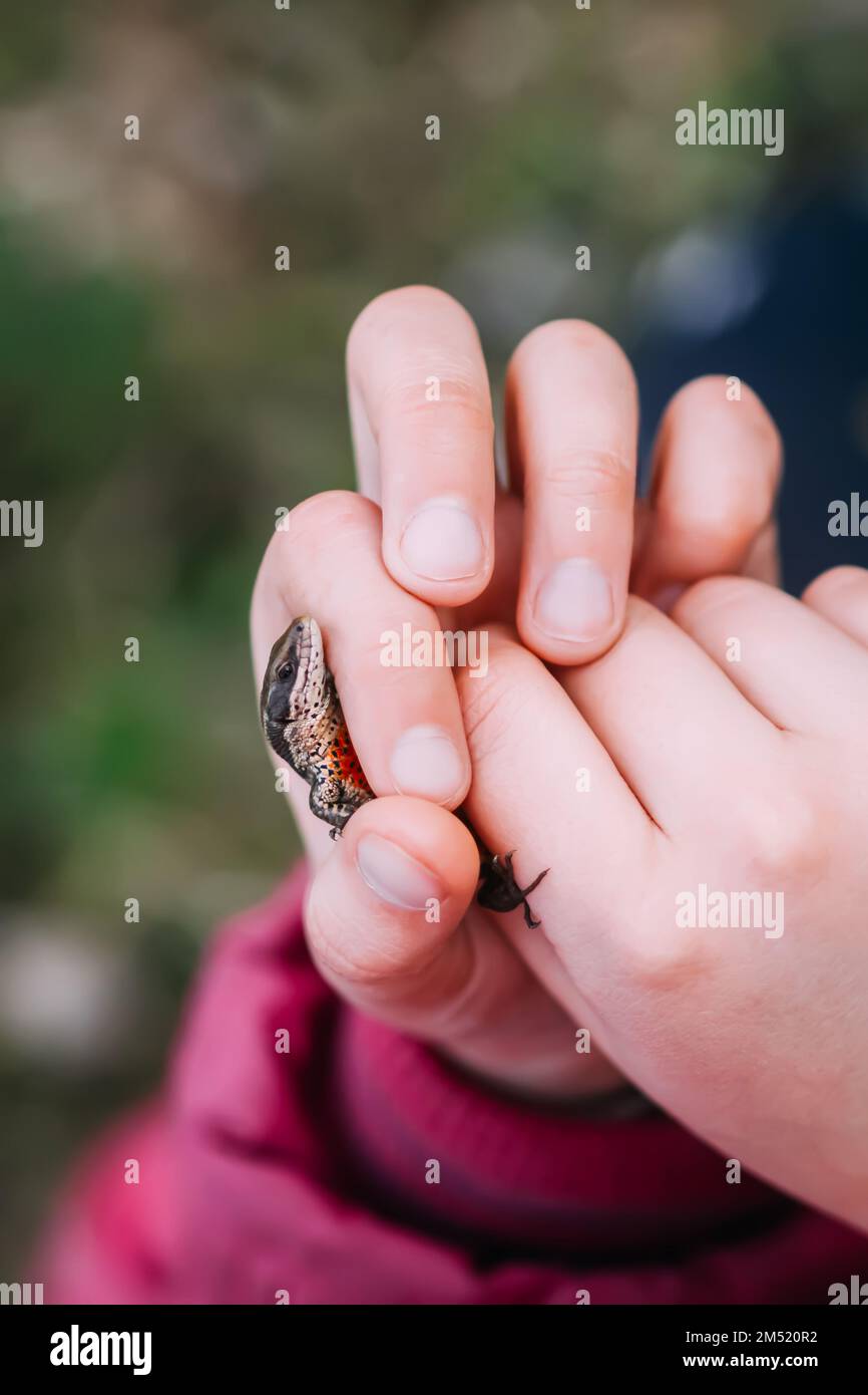 Lizard in a hand. Child holding wild animal Stock Photo - Alamy