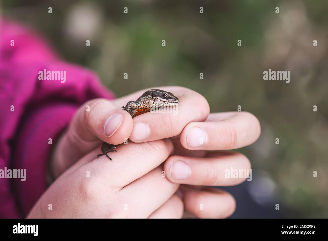 Lizard in a hand. Child holding wild animal Stock Photo - Alamy
