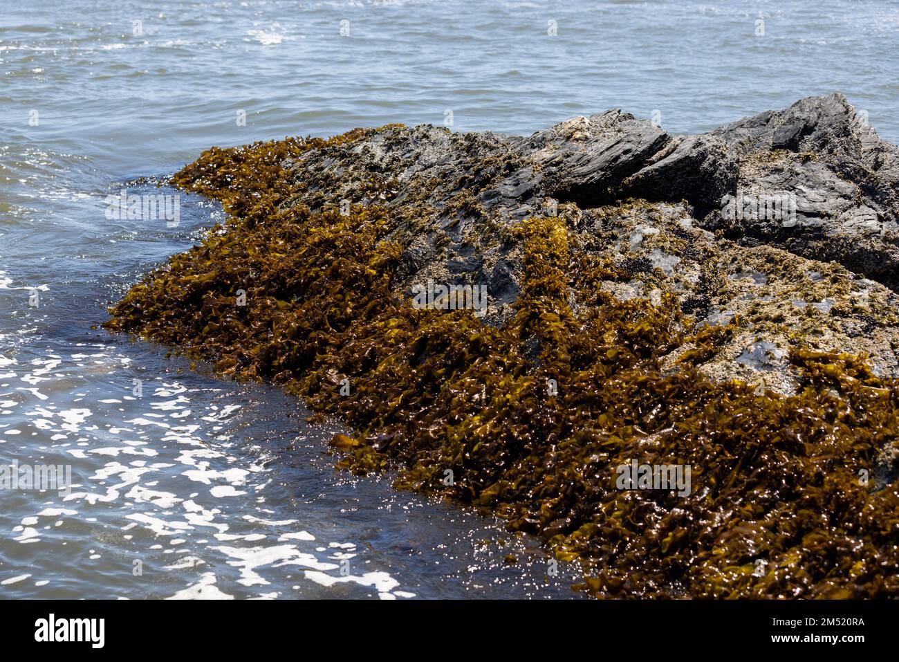 Algae growing on big, serrated rocks at Isla Maiquillahue in the ...