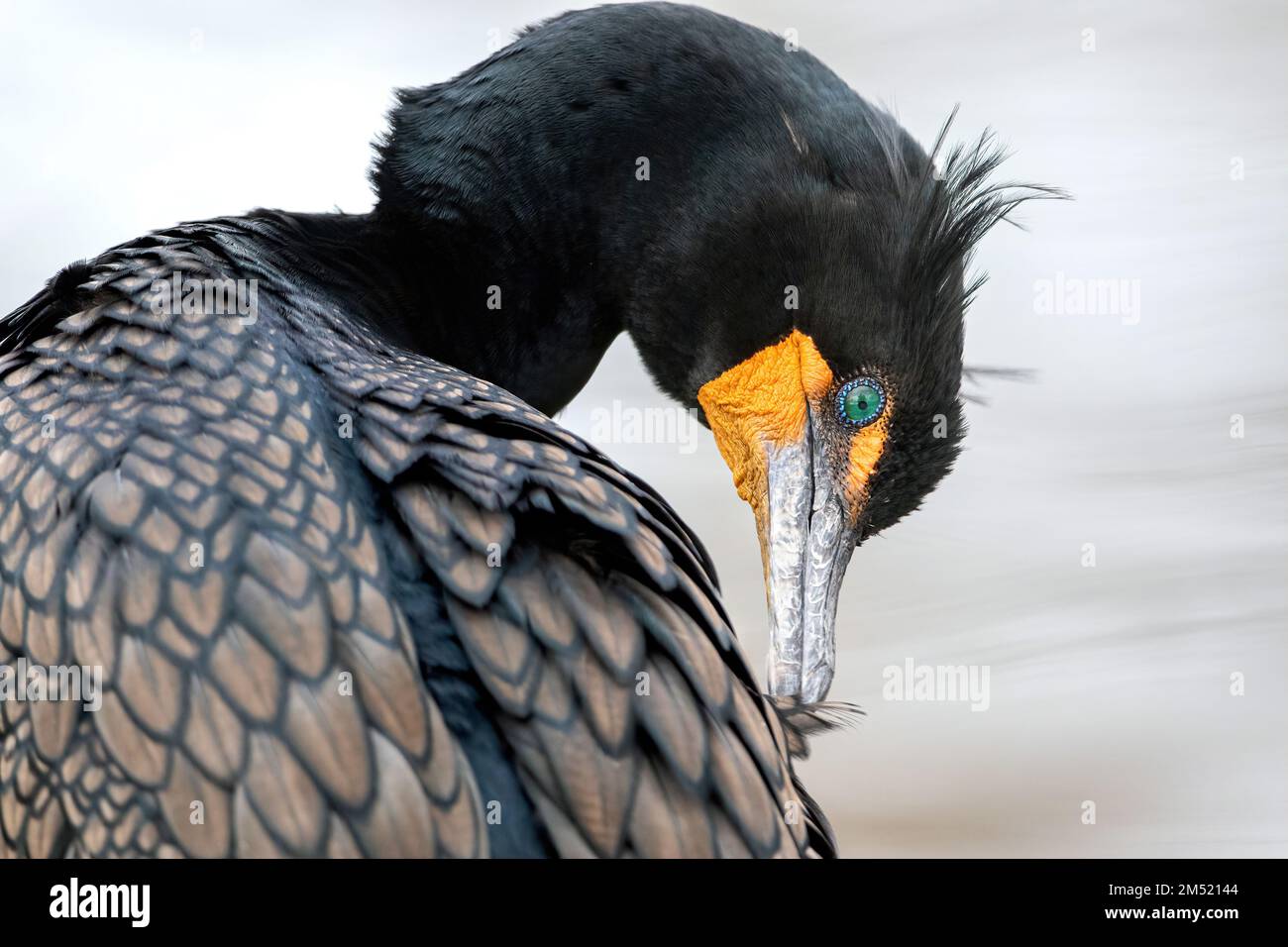 Wispy head feathers hi-res stock photography and images - Alamy