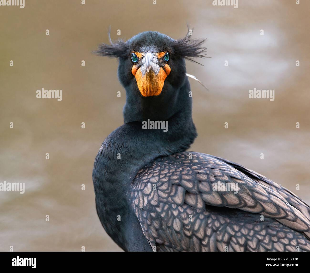 Closeup portrait of a Double-crested Cormorant with beautiful eyes ...