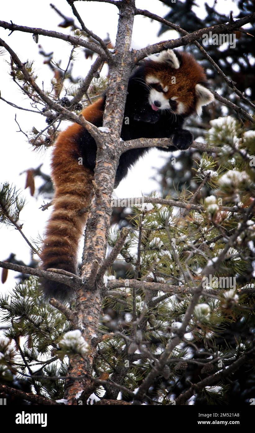 Red Panda Calgary Zoo Alberta Stock Photo - Alamy