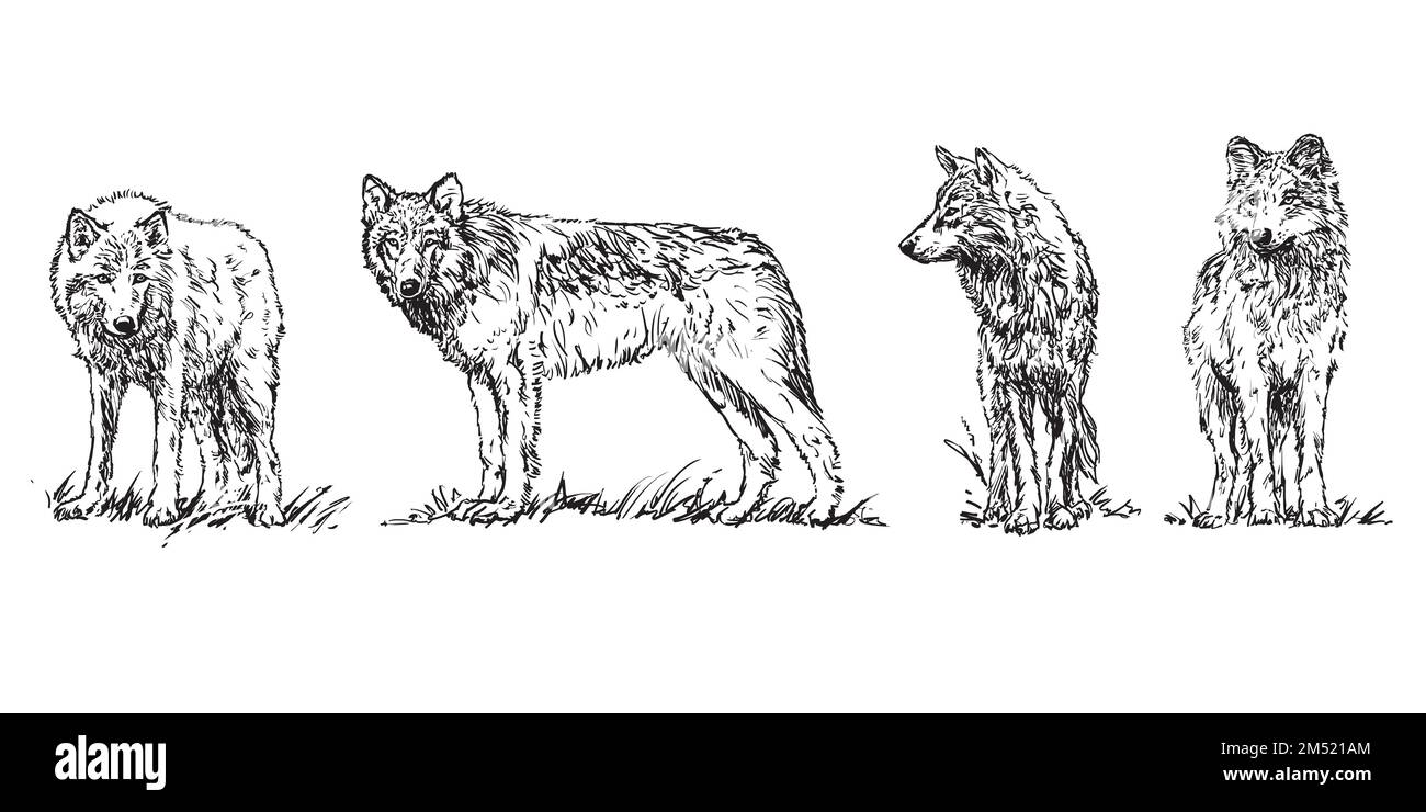 wolf - set of wolves, hand drawn black and white vector illustrations ...