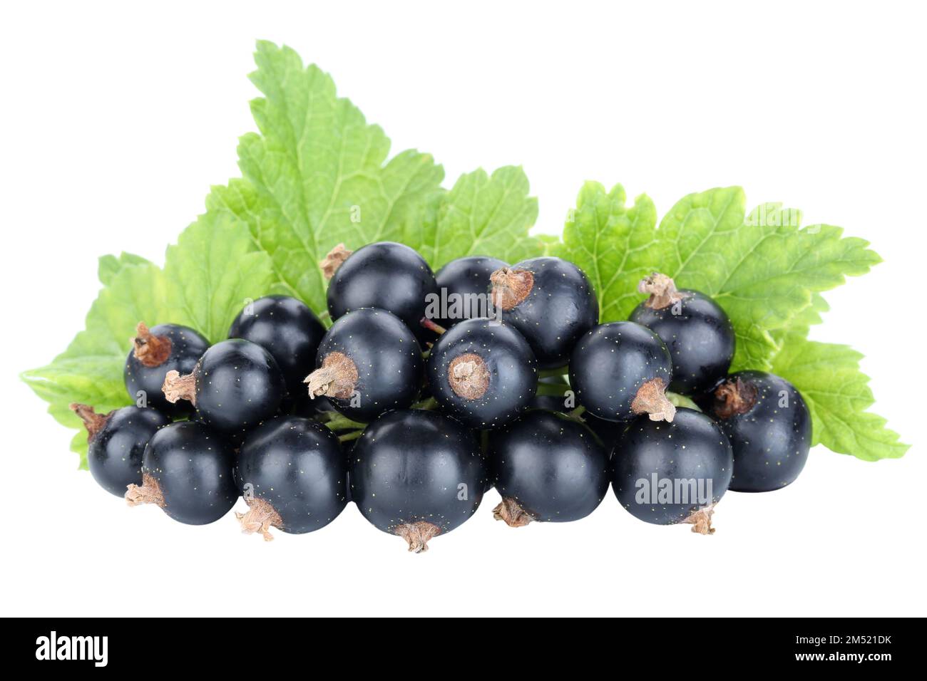 Black currant currants berries berry fruits fruit isolated on a white ...